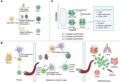 Frontiers | Antibody-based cancer immunotherapy by targeting regulatory T cells